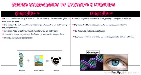 Genotipo y Fenotipo diferencias características y ejemplos Cuadro