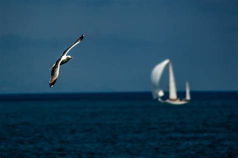 Möwe Vogel Freiheit Kostenloses Foto auf Pixabay Pixabay