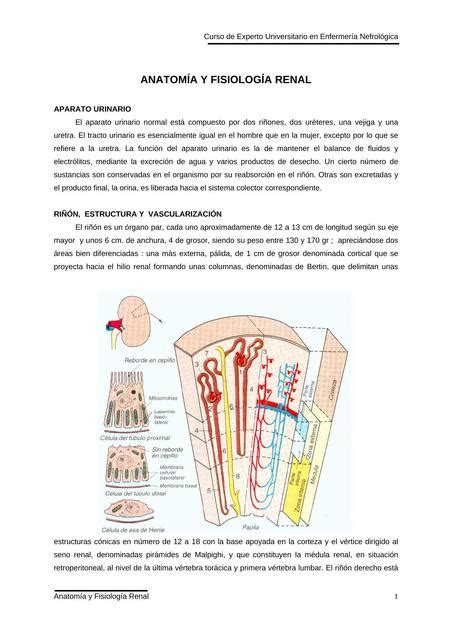 Anatomía y Fisiología Renal andrea ximena gonzalez vega uDocz
