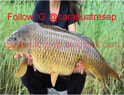 CARA MEMBUAT UMPAN PUTIH IKAN MAS BABON JITU JUARA LOMBA GALATAMA