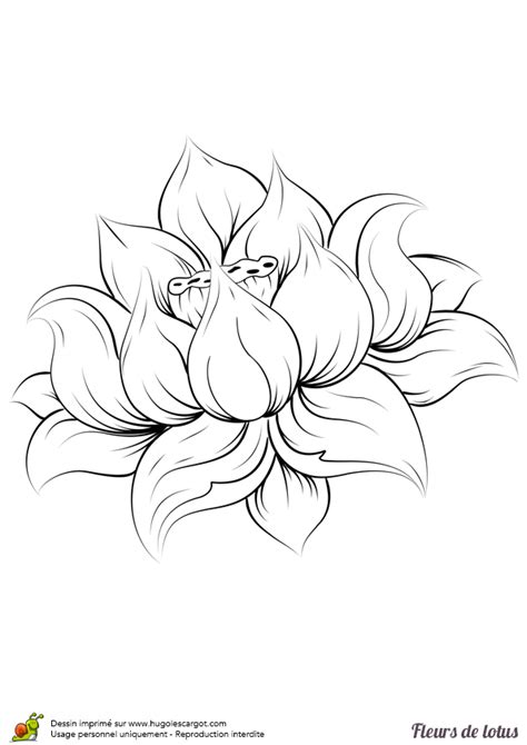 Page 10 Sur 16 Sur HugoLescargot Dessin Fleur De Lotus Dessin