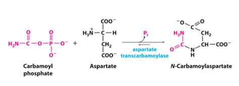 Biochem 2 Midterm Flashcards Quizlet