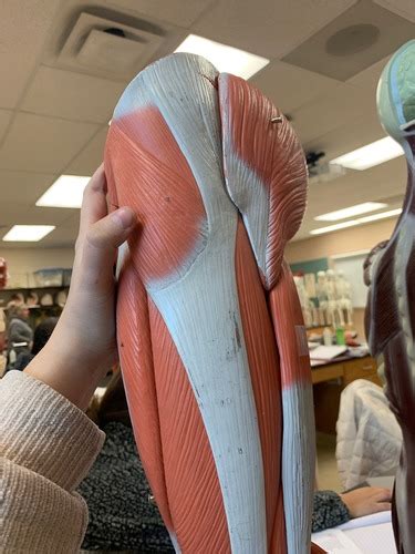 Muscles Of Lower Extremity Flashcards Quizlet
