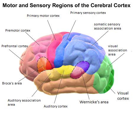 Compare The Major Functional Areas Sensory And Motor Of The Cerebral