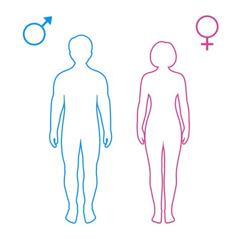 Siluetas Rosas Y Azules De Hombre Y Mujer Con S Mbolos Vector