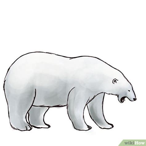 Cómo dibujar un oso polar 14 Pasos con imágenes