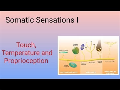 Somatic Sensations I Touch Temperature And Proprioception Youtube
