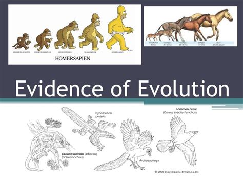 Fossil Record Evidence For Evolution