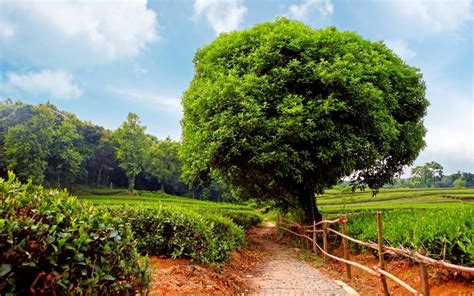 Beautiful Trees Nature Landscape Wallpapers Wallpaper Cave