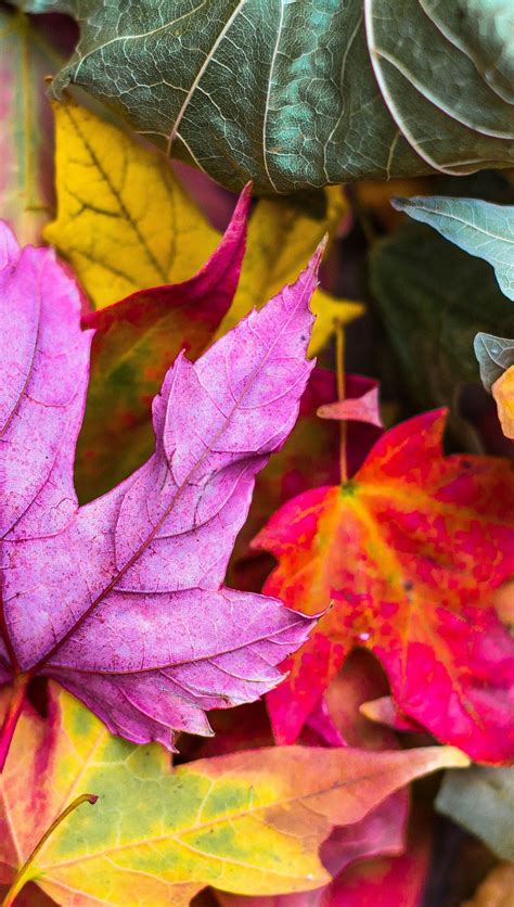 Hojas De Maple Fondo De Pantalla K Hd Id
