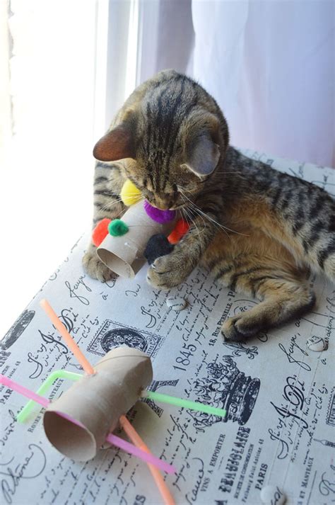 DIY jouet pour chat facile et ludique en quelques idées sur mesure