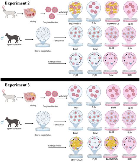 Frontiers Feline Whartons Jelly Derived Mesenchymal Stem Cells As A