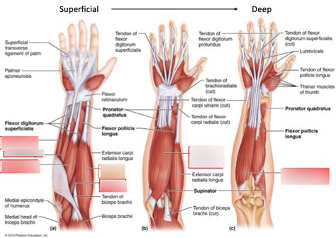 Muscular Diagram Muscles Of The Anterior Fascial Compartment Of The