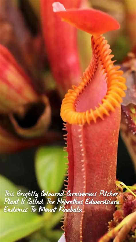 Brightly Coloured Nepenthes Edwardsiana Carnivorous Plants Plants