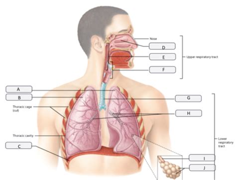 LAB Respiratory System Questions Flashcards Quizlet