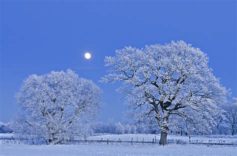 Bakgrundsbilder vinter himmel snö Frost träd natur Frysning
