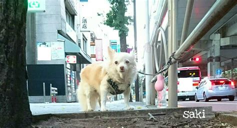 izumi oosawa on Twitter RT 75japan neko mydog 愛犬