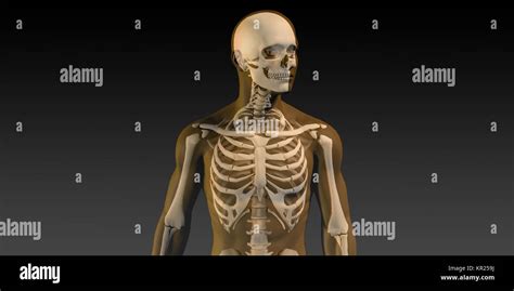 Muscles Du Genou Humain Banque D Image Et Photos Alamy