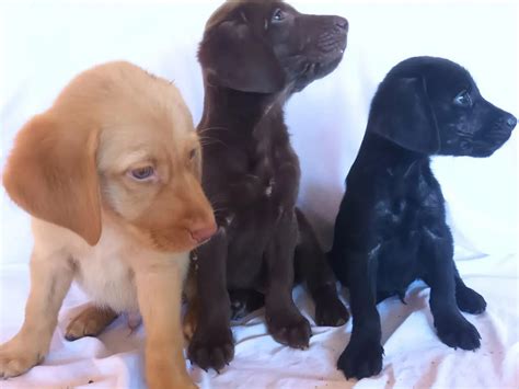 Filhotes De Labrador Preto No Brasil