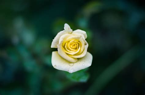 Yellow Rose Flower Rose Bud Drops HD Wallpaper Wallpaper Flare