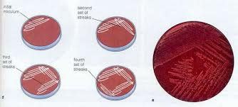 Microbiology Lab Practical Flashcards Quizlet