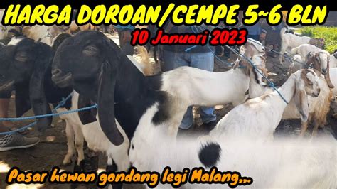 HARGA KAMBING BETINA DORO DAN CEMPE UMUR 5 6 BLN DI PASAR HEWAN
