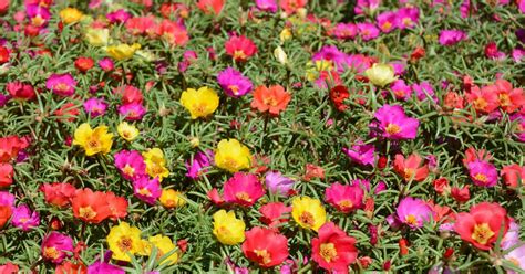 Garden Plants Garten Lawn And Garden Gardens Plant Gardening