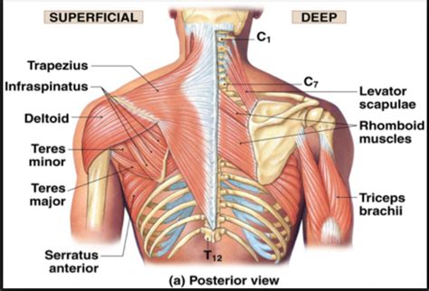Actions Of The Pectoral Girdle And Glenohumeral Joint Muscles Diagram