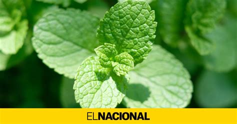 C Mo Plantar Menta Y Llenar De Frescura Tu Terraza O Jard N