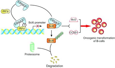 A Schematic Diagram Shows A Mechanism By Which EBNA3C Inhibits Bcl6
