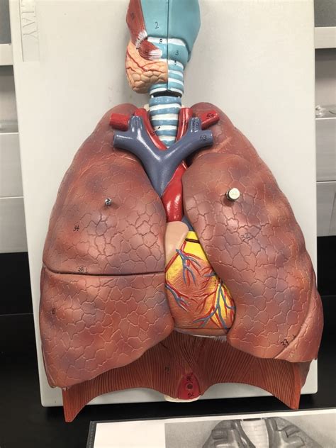Lung Anatomy Part Diagram Quizlet
