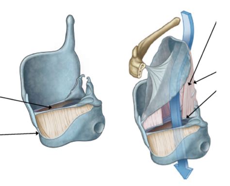 Internal Ligament And Membrane Diagram Quizlet