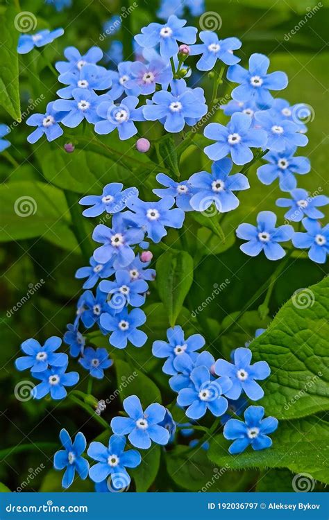 Lbum Flores Azules Naturales Abzlocal Mx