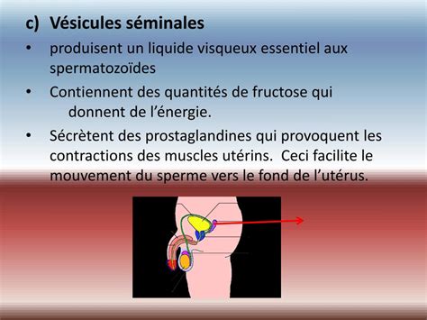 PPT Chapitre 6 Système reproducteur PowerPoint Presentation free