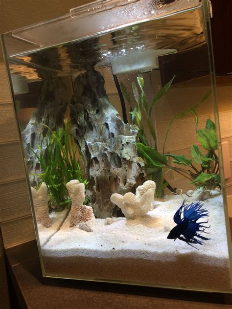 Gallon Betta Tank Setup Ideas Order Cheapest Pinnaxis