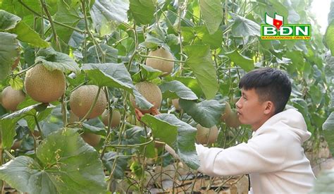 Tổng hợp 65 về mô hình trồng dưa lưới mới nhất Giày cao gót nữ