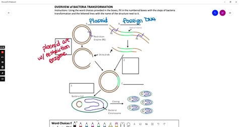 Modeling Bacteria Transformation Worksheets