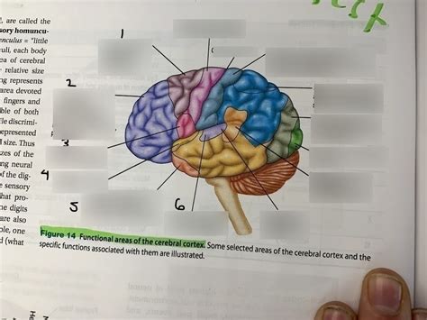 Functional Areas Of The Cerebral Cortex Diagram Quizlet