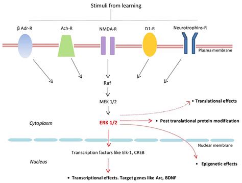 Frontiers ERK1 2 A Key Cellular Component For The Formation