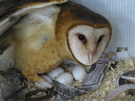 What Does An Owl Look Like Without Feathers
