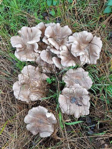 Clouded Funnel Mushroom Ridge Farm Pilling Lancs 6th Nov Flickr