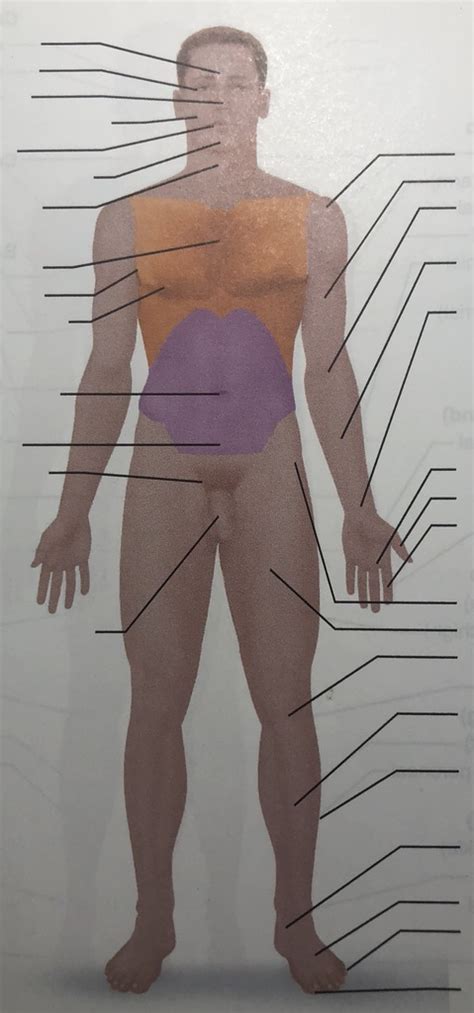 Regional Terms Anterior Diagram Quizlet