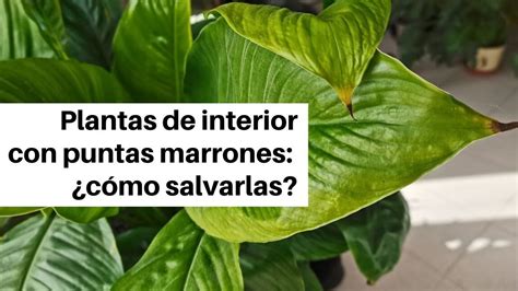 Por Qu Las Hojas De Mis Plantas Se Vuelven Blancas Causas Y