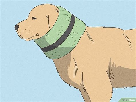 Cómo hacer un cono de perro 7 ideas fáciles para hacerlo en casa