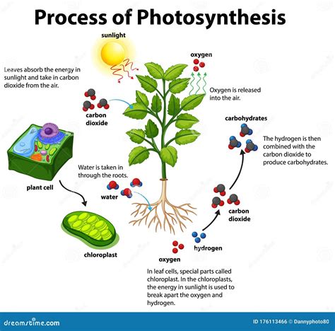 Diagram Of Plant Photosynthesis