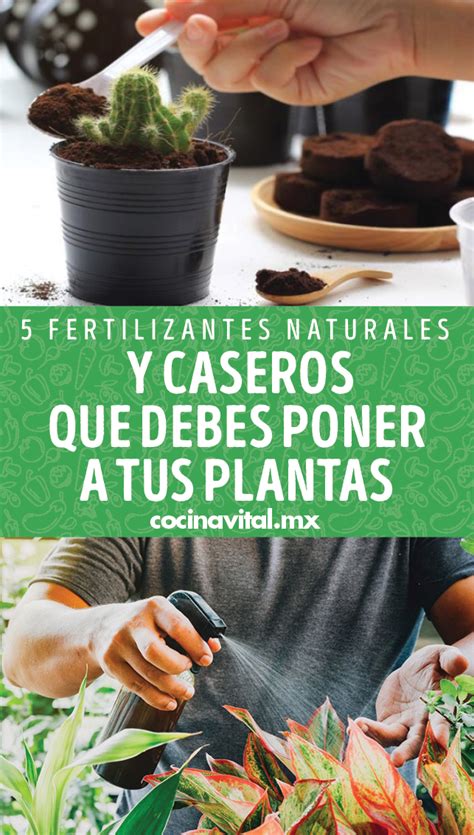 5 fertilizantes naturales que debes poner a tus plantas todos están en