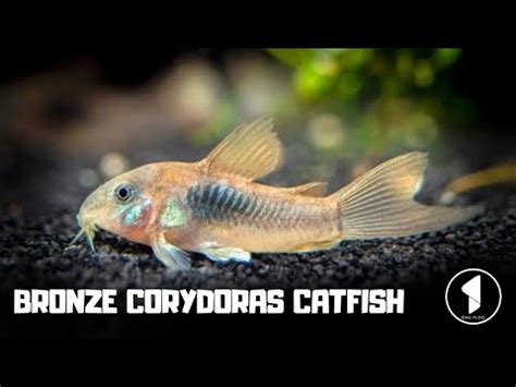 Bronze Corydoras Catfish Love Corydoras Male And Female Cory