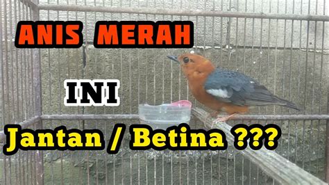 Cara Membedakan Anis Merah Jantan Dan Betina Lengkap Dan Jelas Youtube