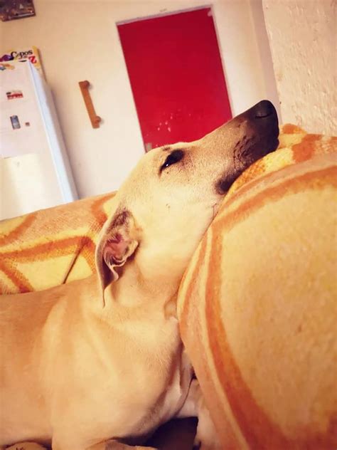 Mi Mejor Amigo De Cuatro Patas