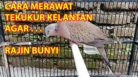 Cara Merawat Tekukur Kelantan Agar Rajin Bunyi YouTube
